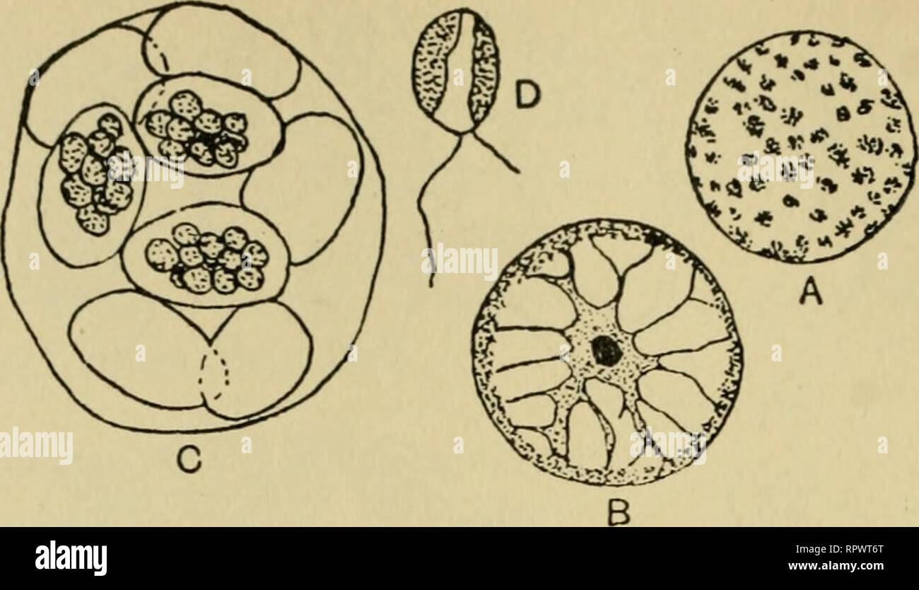 Halosphaera hi-res stock photography and images - Alamy