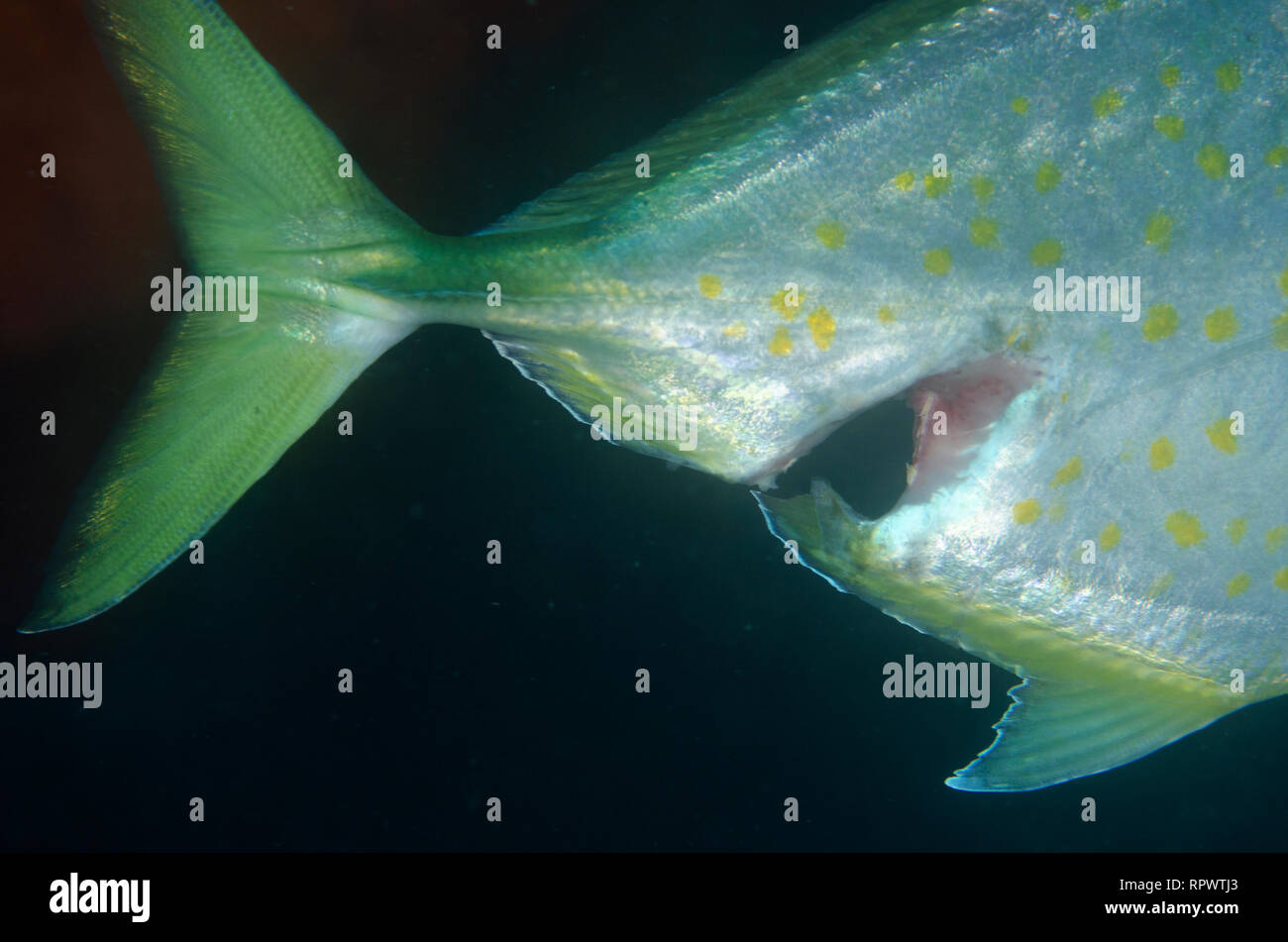 Orange-spotted Trevally, Carangoides bajad, with bite from predator, No ...