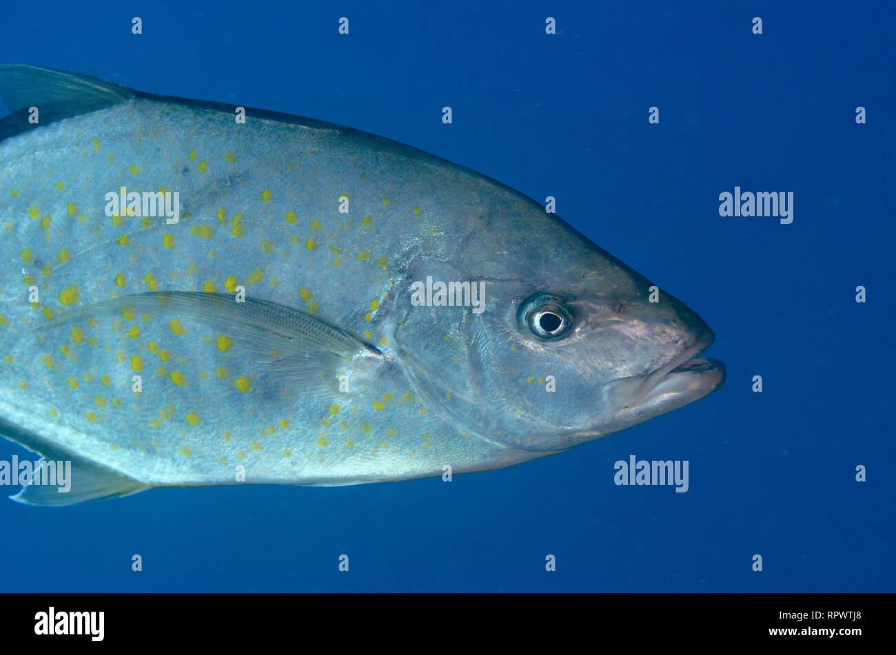 Orange-spotted Trevally, Carangoides bajad, No Contest dive site ...