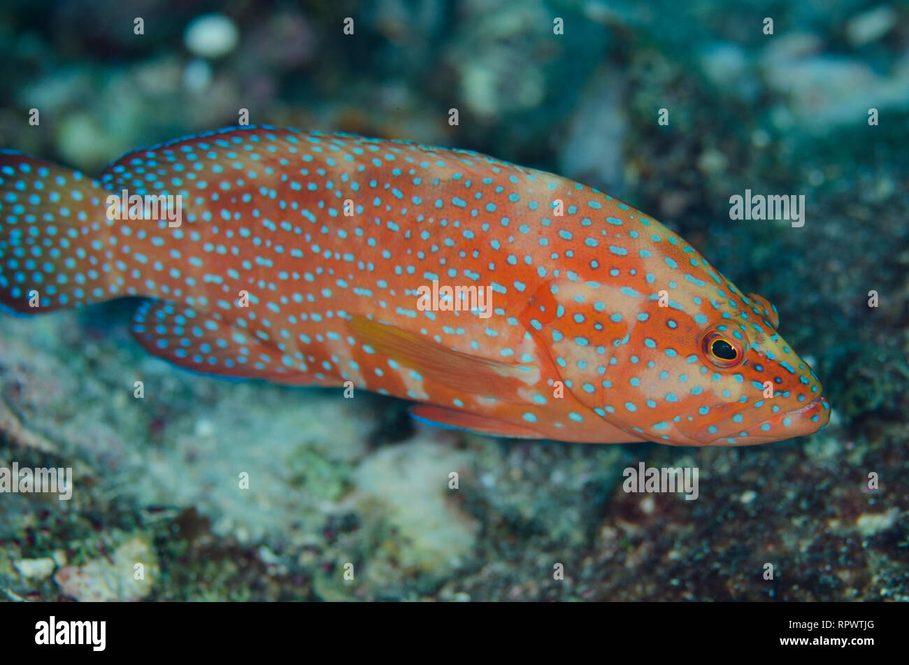 Coral grouper hi-res stock photography and images - Alamy