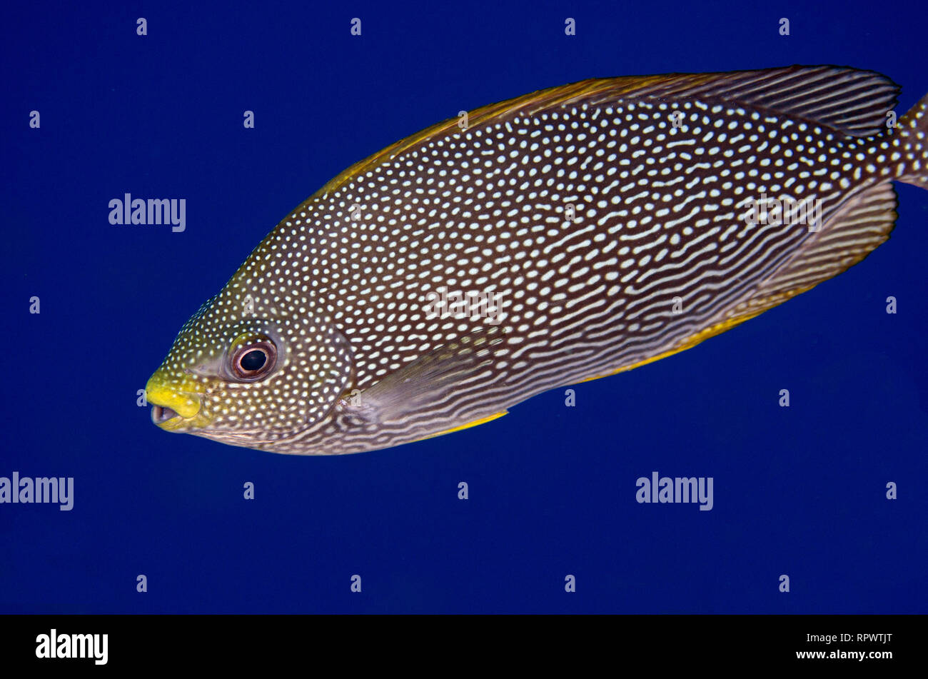 Javus High Resolution Stock Photography and Images - Alamy