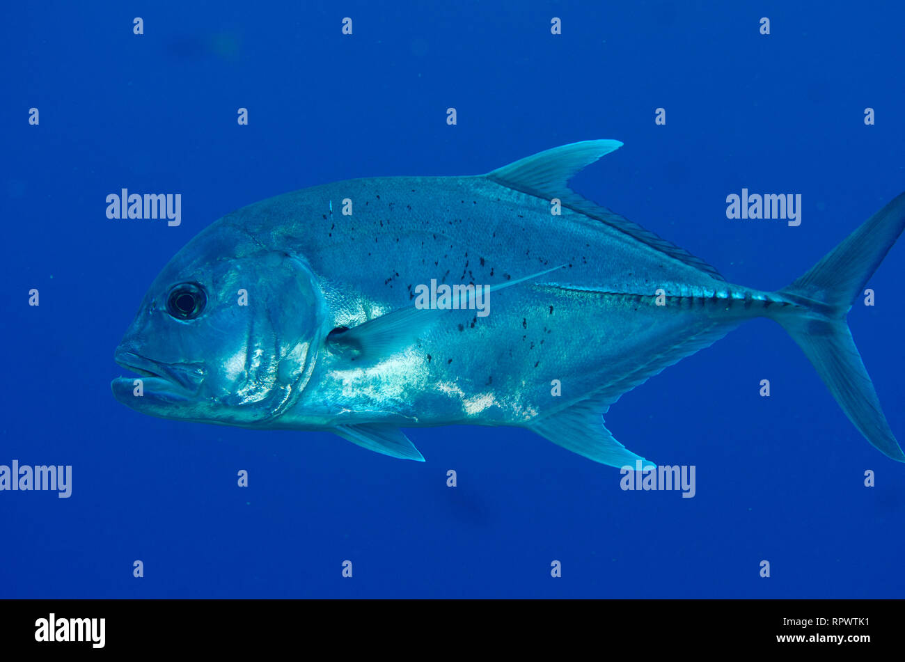 Giant Trevally, Caranx ignobilis, Shadow Reef dive site, Yilliet Island ...