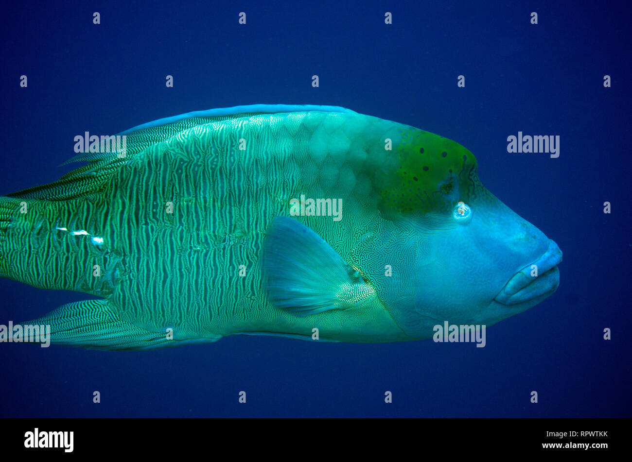 Humphead Wrasse, Cheilinus undulatus, Shadow Reef dive site, Yilliet ...