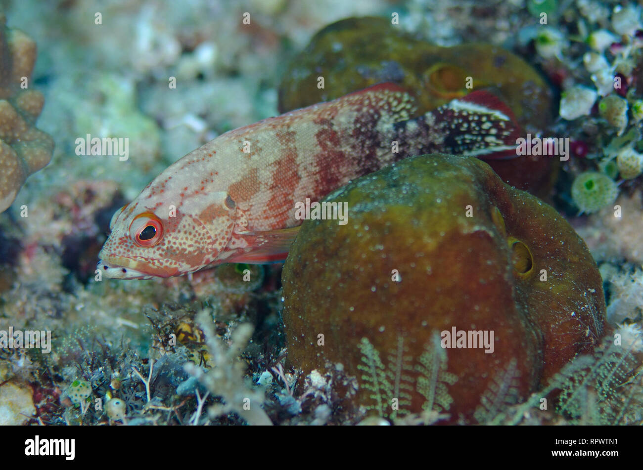 Darkfin Grouper, Cephalopholis urodeta, Tank Rock dive site, Fiabacet ...