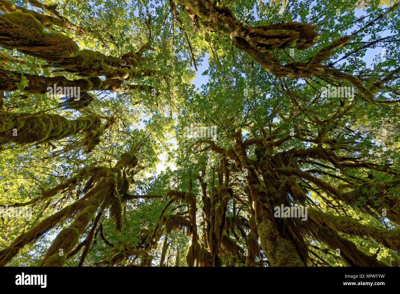 Trees and Forest Stock Photo - Alamy
