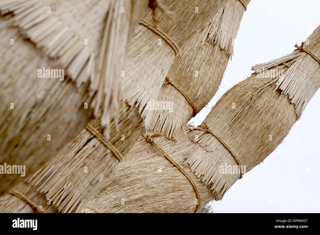 Schutz tree hi-res stock photography and images - Alamy