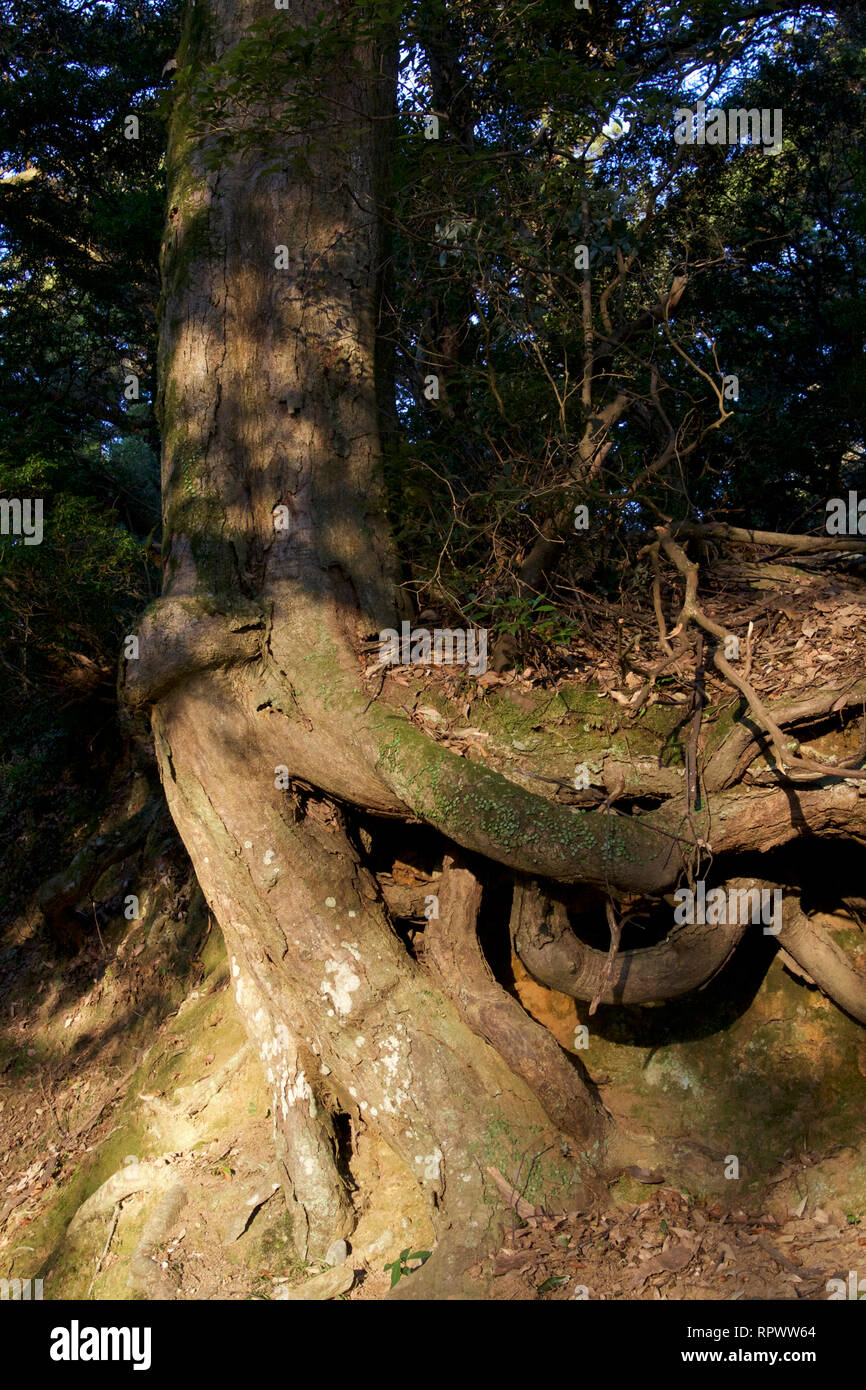 Giardino percorso hi-res stock photography and images - Alamy