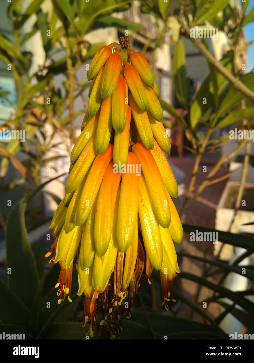 Fruta roma hi-res stock photography and images - Alamy