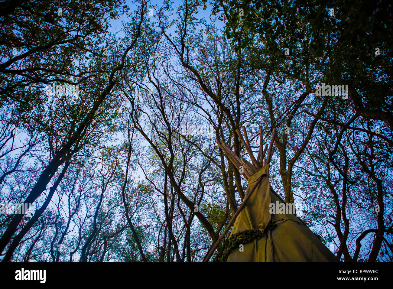 Tipi in woodland, Kent, UK Stock Photo - Alamy