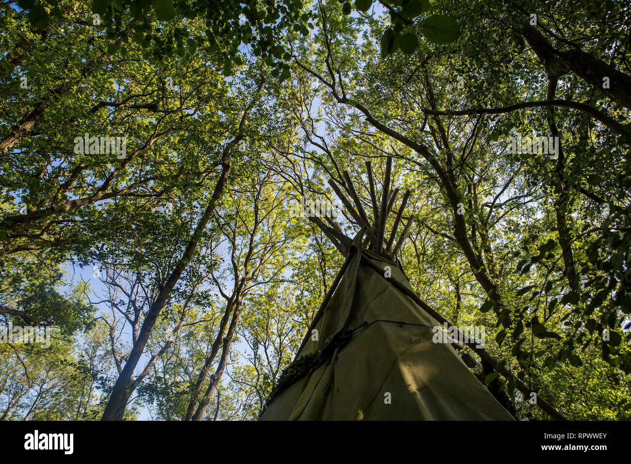Tipi in woodland at springtime, Kent, UK Stock Photo - Alamy