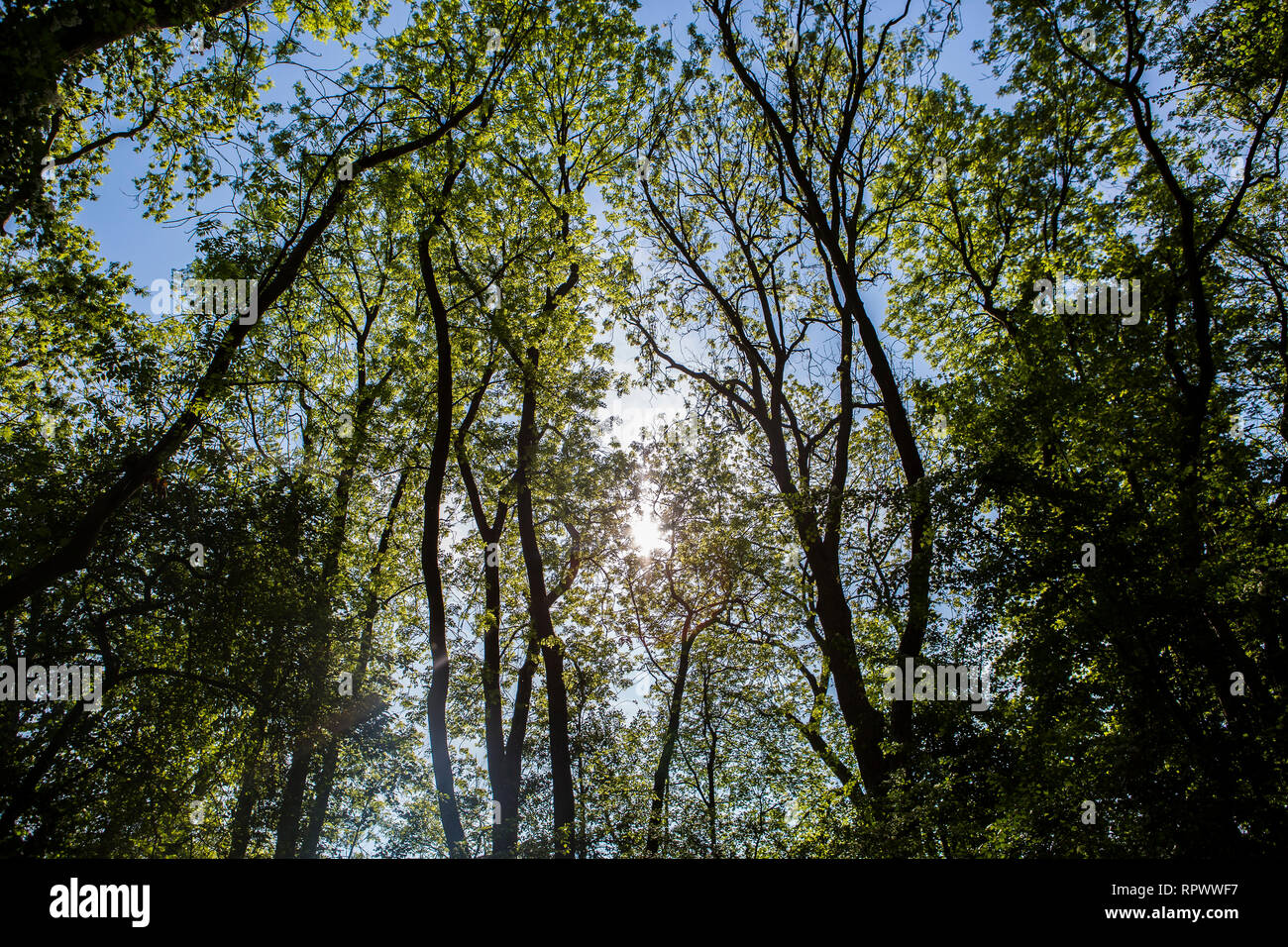 Kent forest hi-res stock photography and images - Alamy