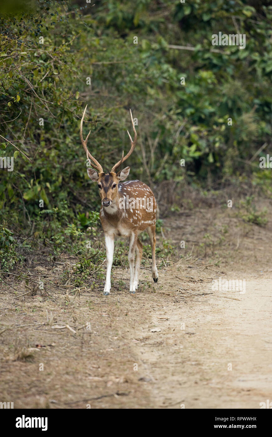 Distinctive spotted pattern hi-res stock photography and images - Alamy