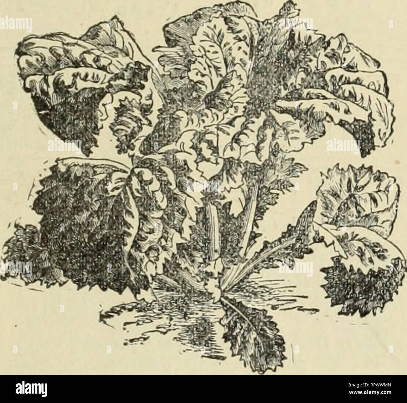 Alexander mustard hi-res stock photography and images - Alamy