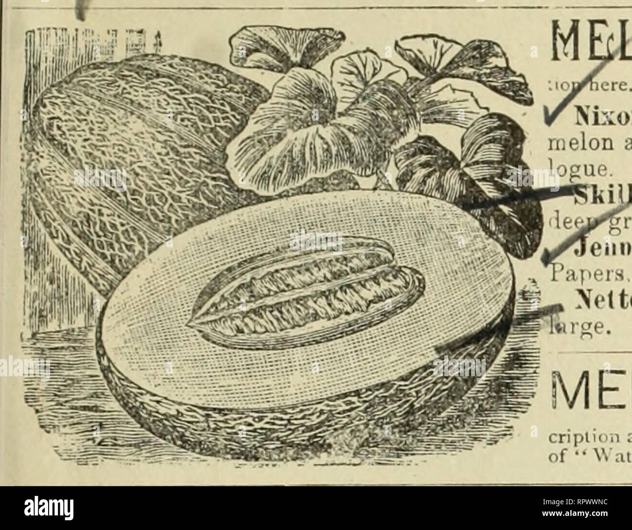 Alexander seed head hi-res stock photography and images - Alamy