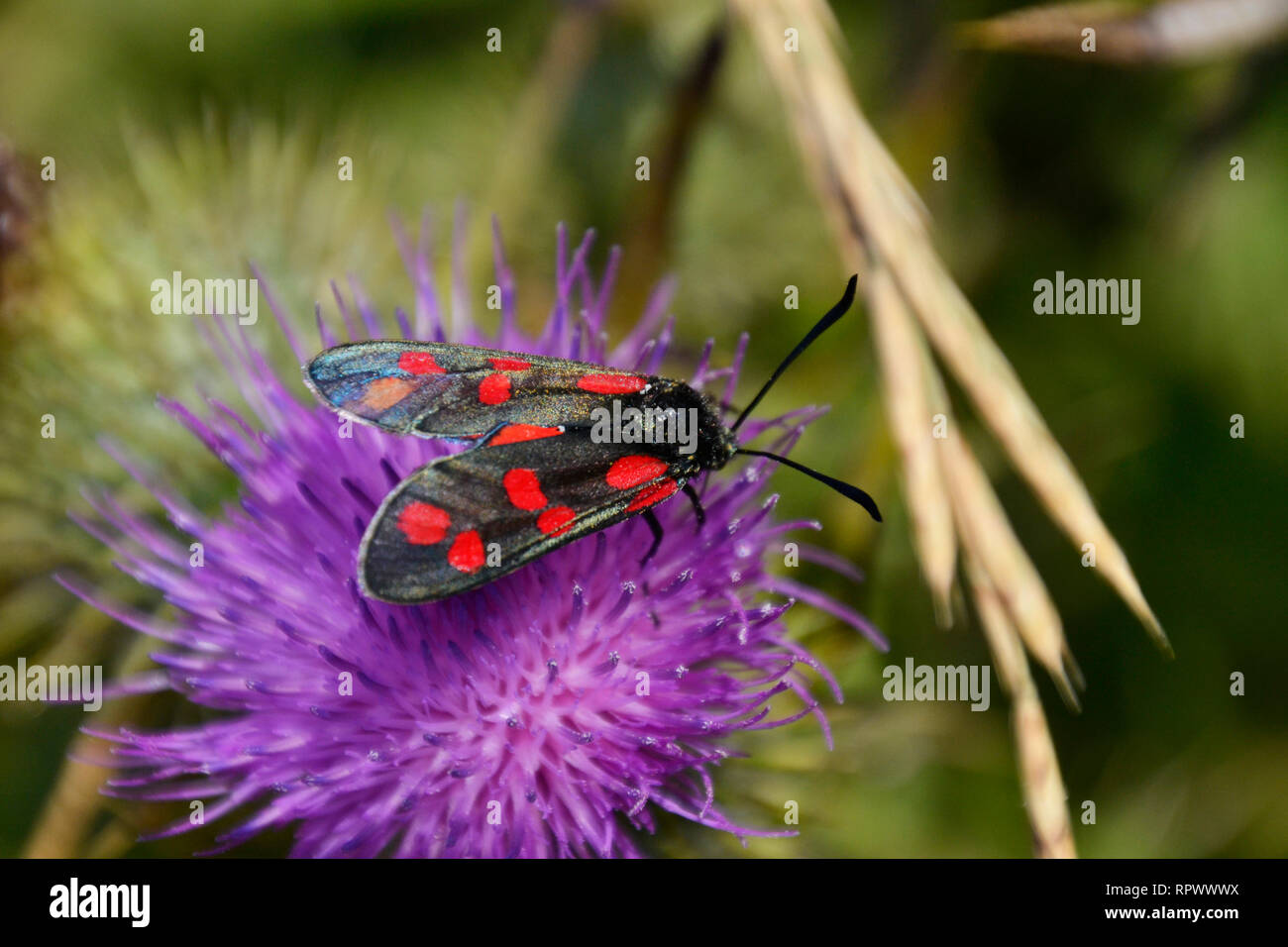 Five spot burnet moth on thistles beside the coastal path through ...