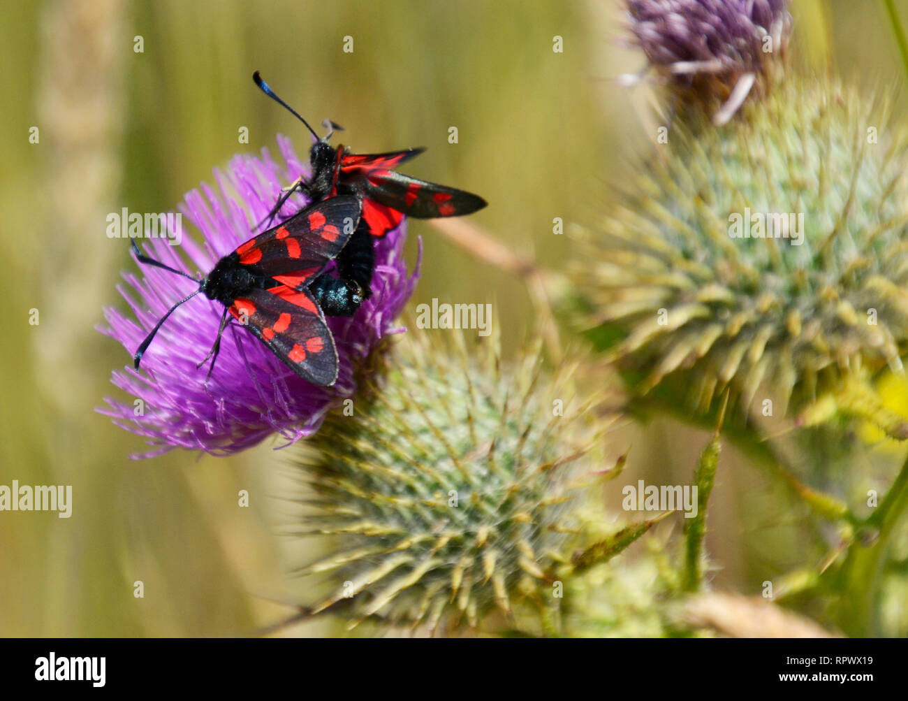 Moths uk hi-res stock photography and images - Alamy