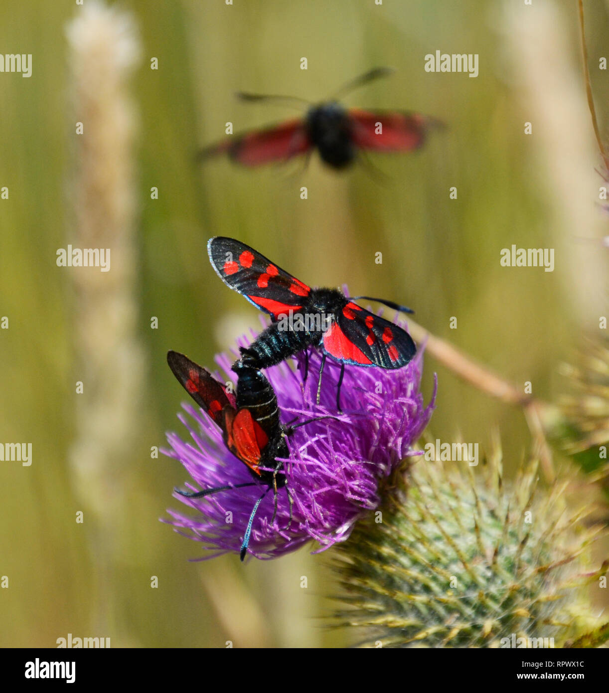 Five spot burnet moths on thistles beside the coastal path through ...