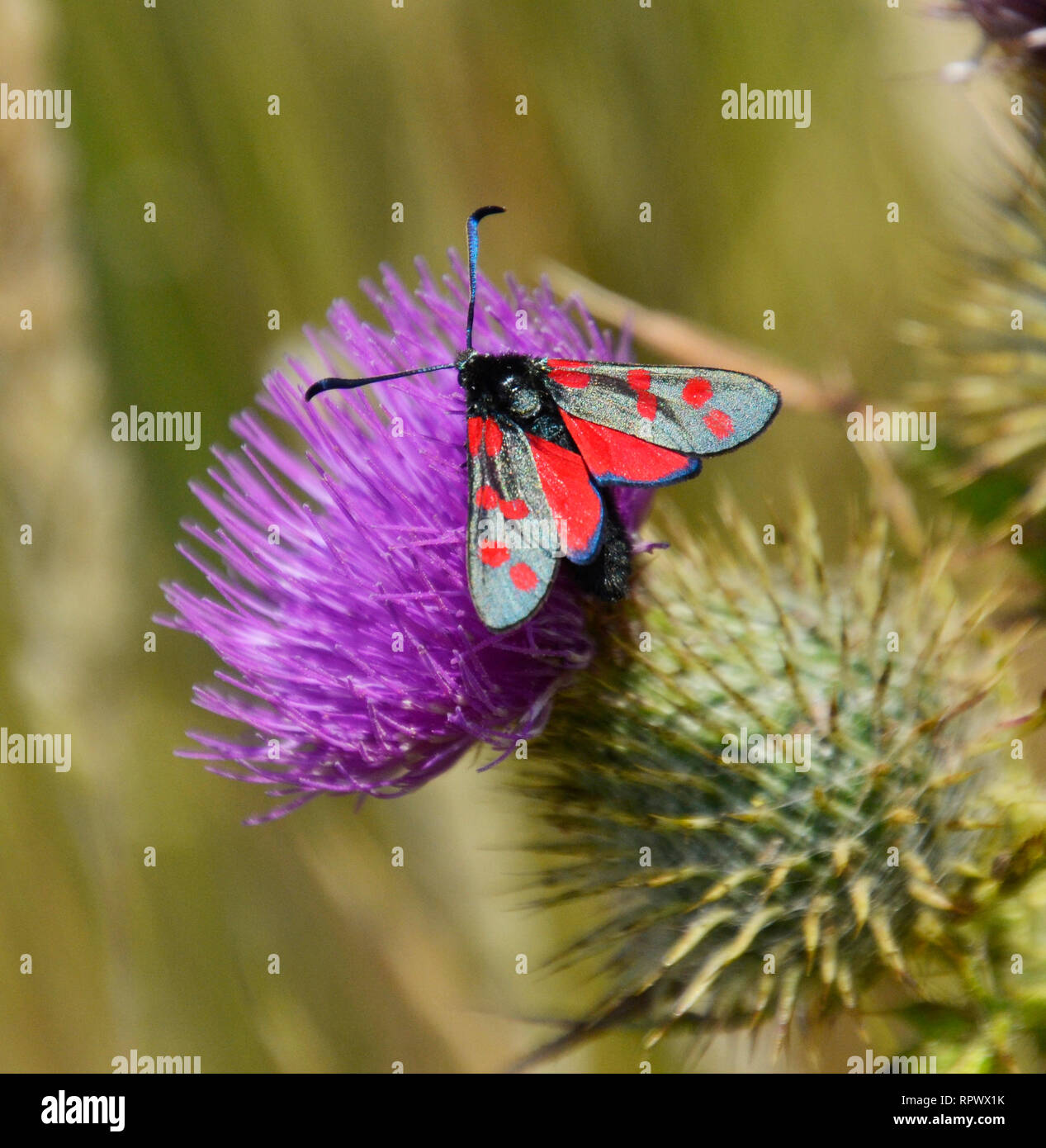 Five spot burnet moth on thistles beside the coastal path through ...
