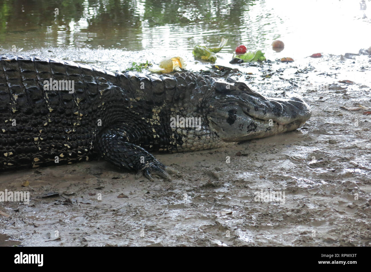 Caiman (Caimaninae) at Madidi National Park, Bolivia Stock Photo - Alamy