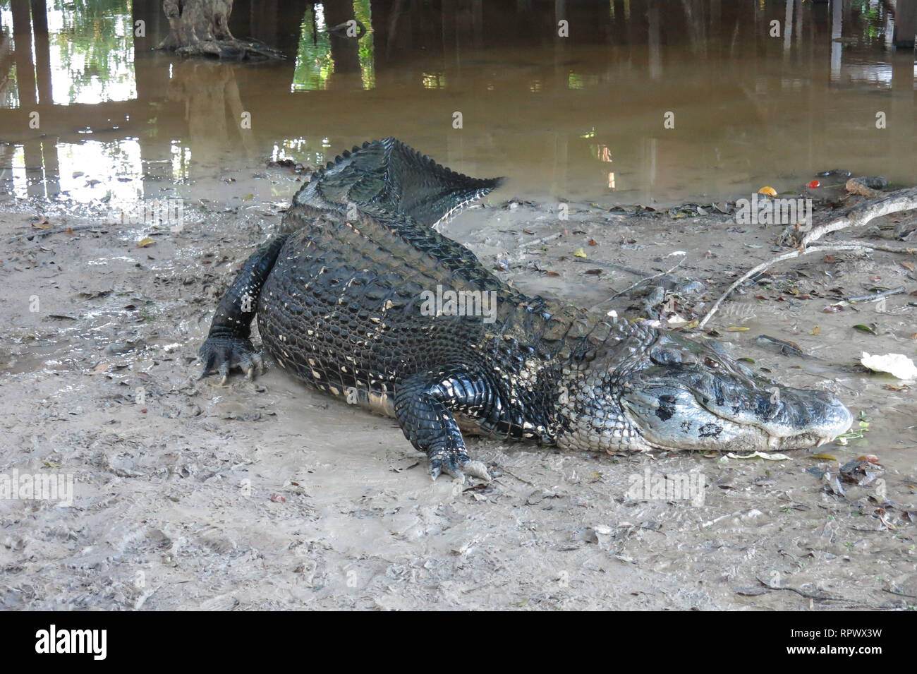 Caiman (Caimaninae) at Madidi National Park, Bolivia Stock Photo - Alamy