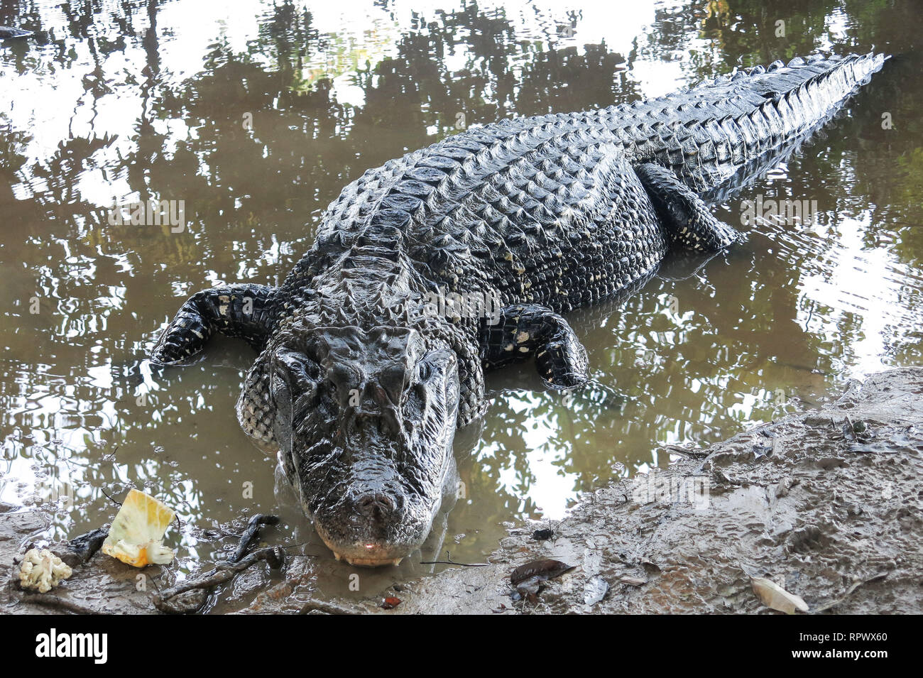 Caiman (Caimaninae) at Madidi National Park, Bolivia Stock Photo - Alamy