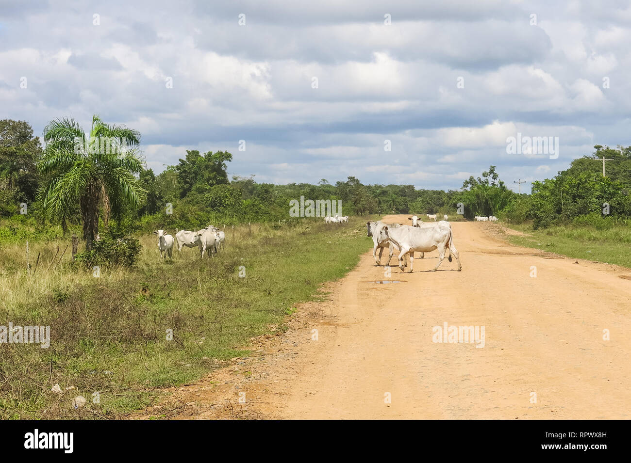 Herd of cows in the middle of a sand road, in the Pampas de Yacuma, in ...