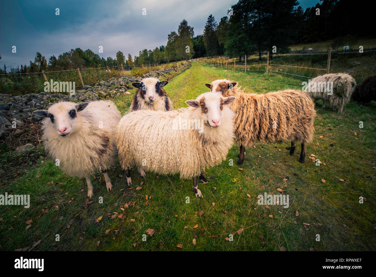 Sheep in nature Stock Photo - Alamy