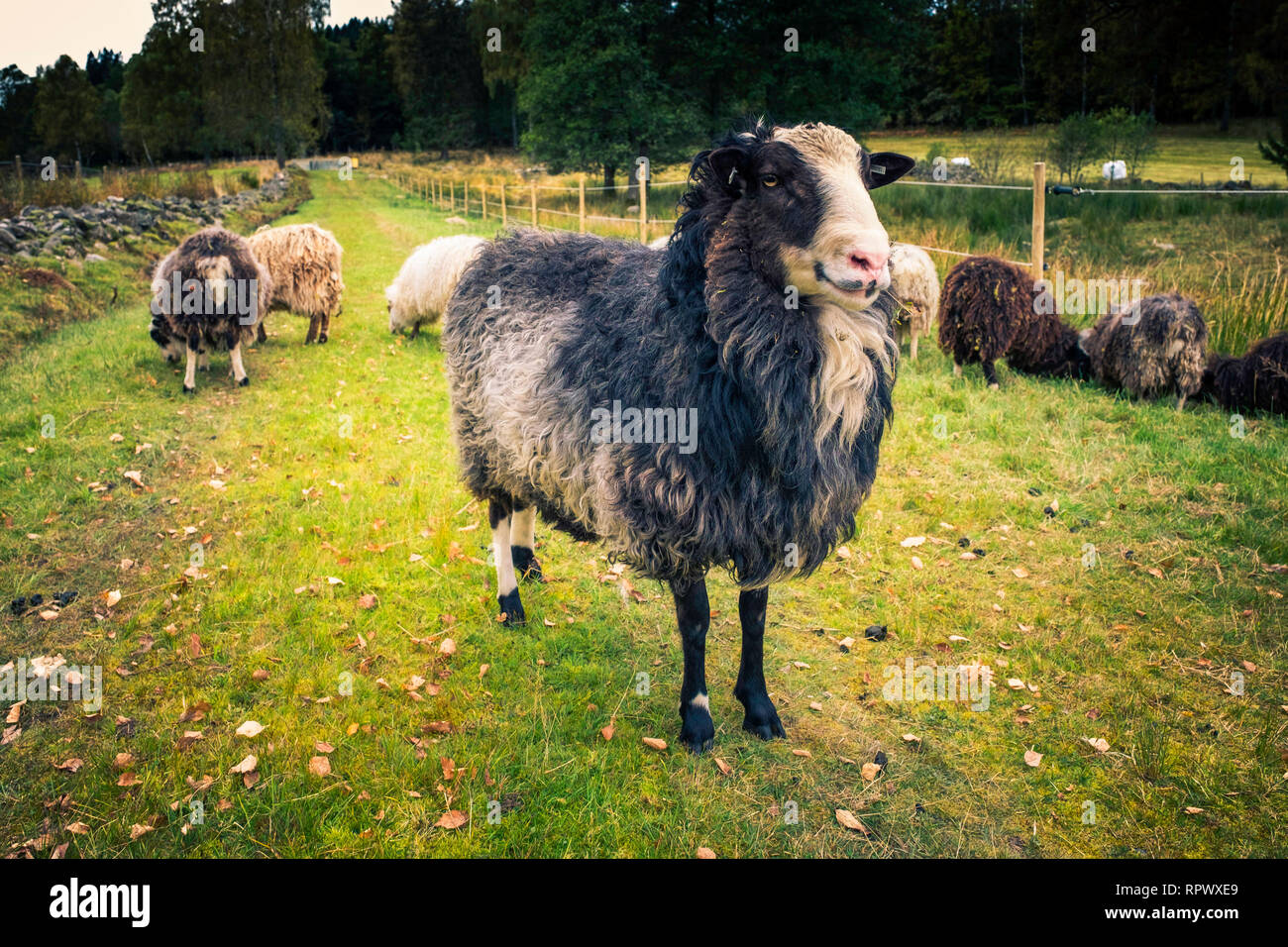 Sheep in nature hi-res stock photography and images - Alamy