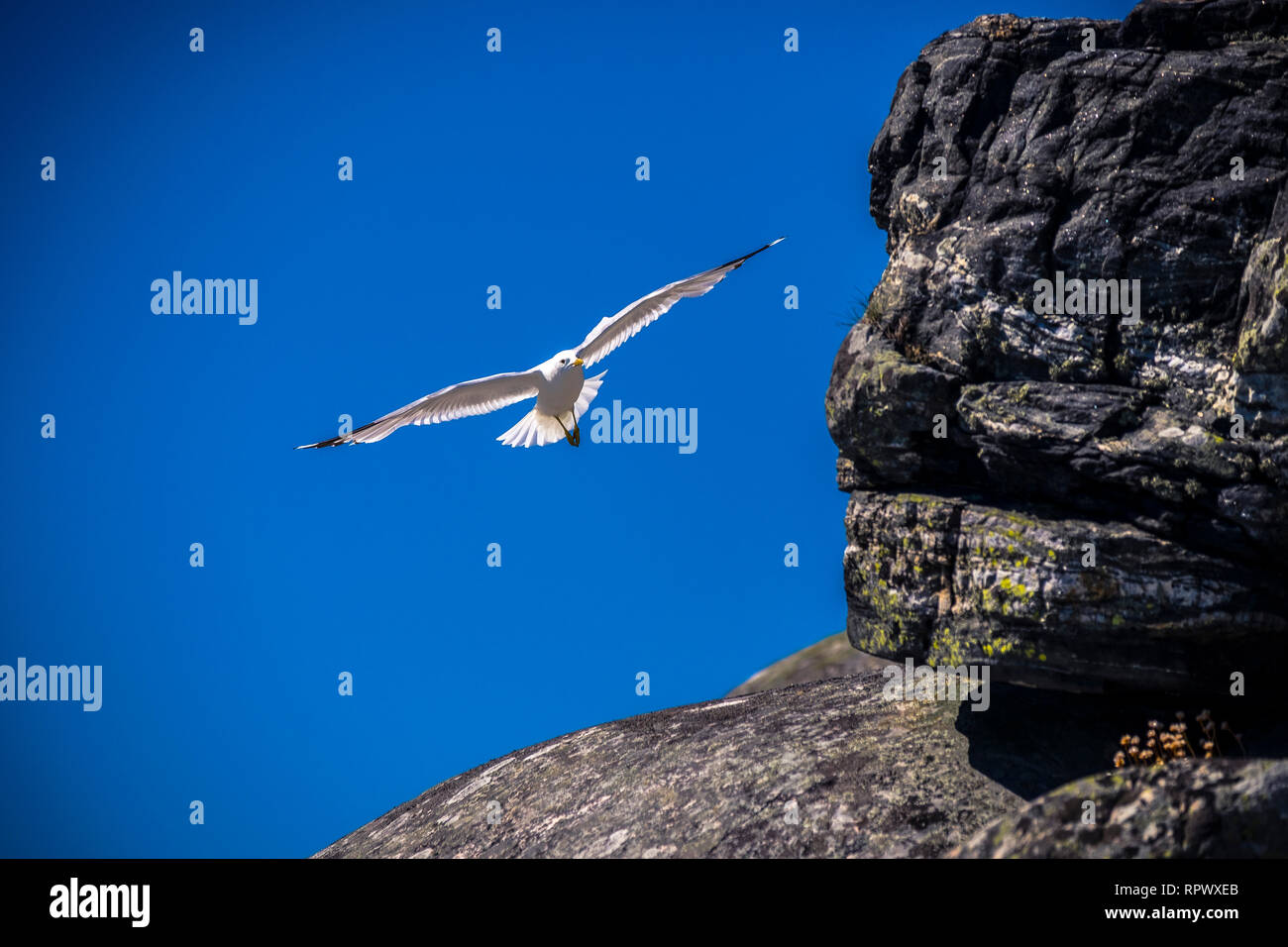 Seagull flying above hi-res stock photography and images - Alamy