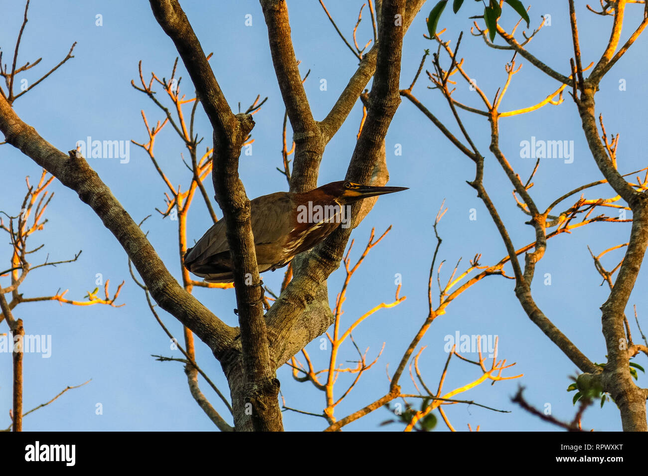 Snake neck bird hi-res stock photography and images - Alamy