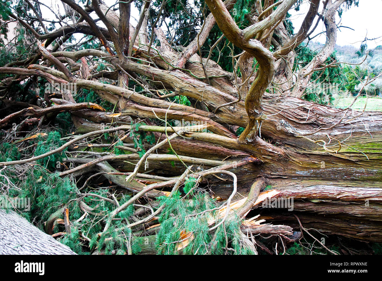 Cypress tree fallen after a wind storm Stock Photo - Alamy