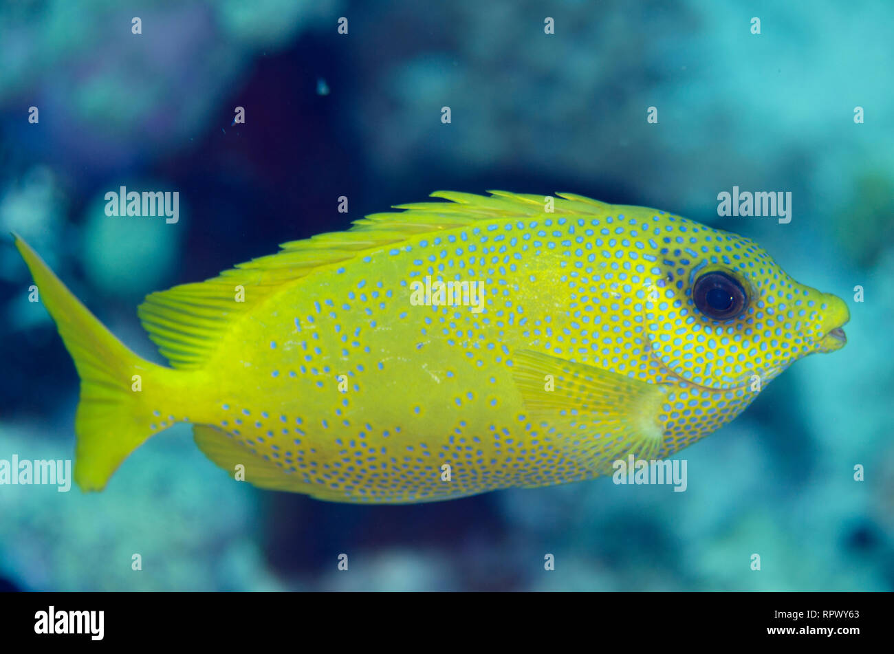 Coral Rabbitfish, Siganus coralinus, Boo Rocks dive site, Boo Island ...