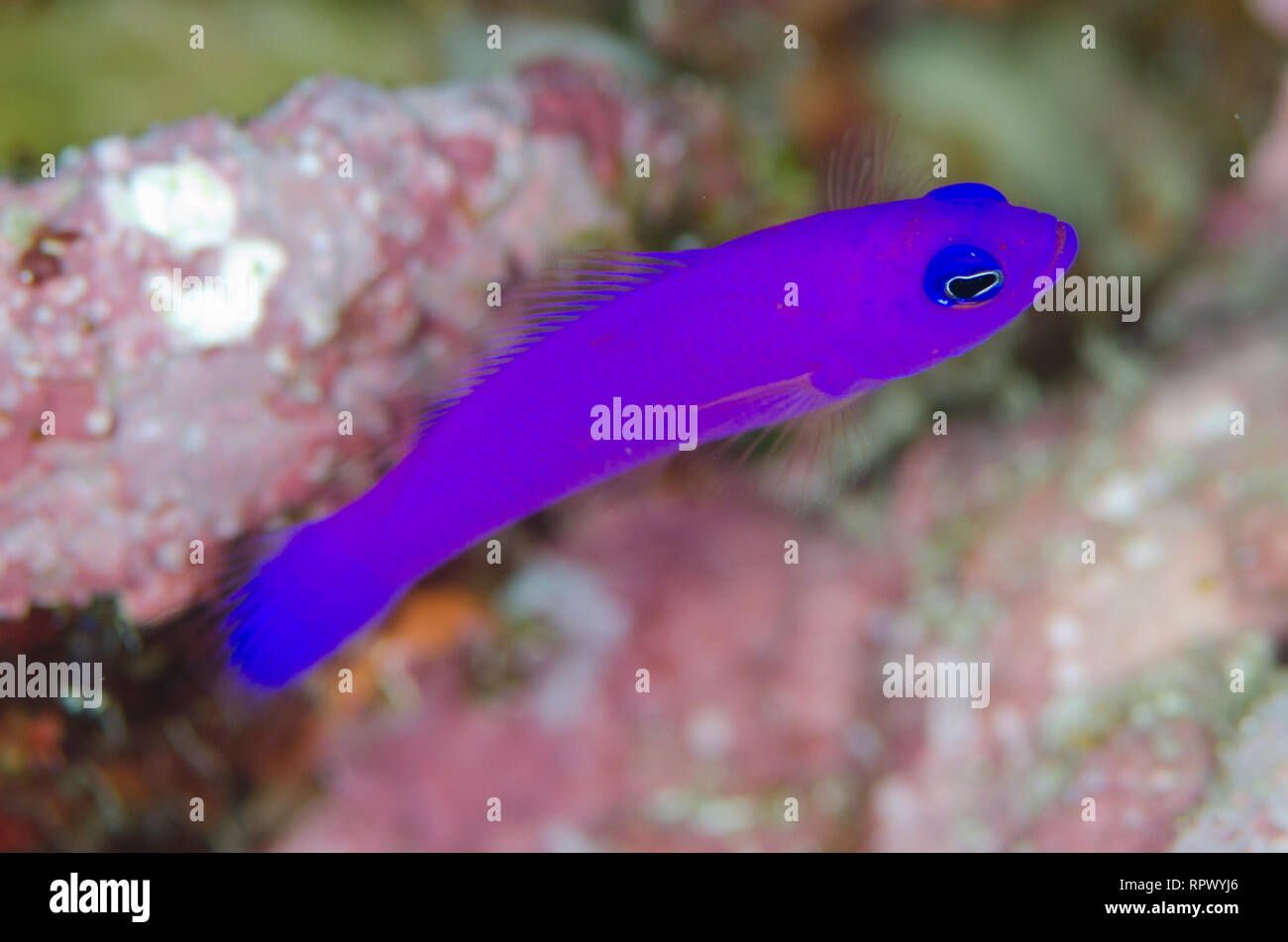 Purple Pseudochromis High Resolution Stock Photography and Images - Alamy