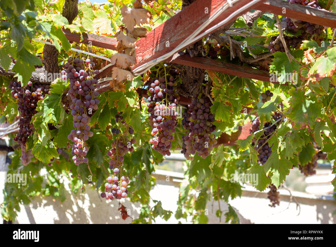 Grapevine branch hi-res stock photography and images - Alamy