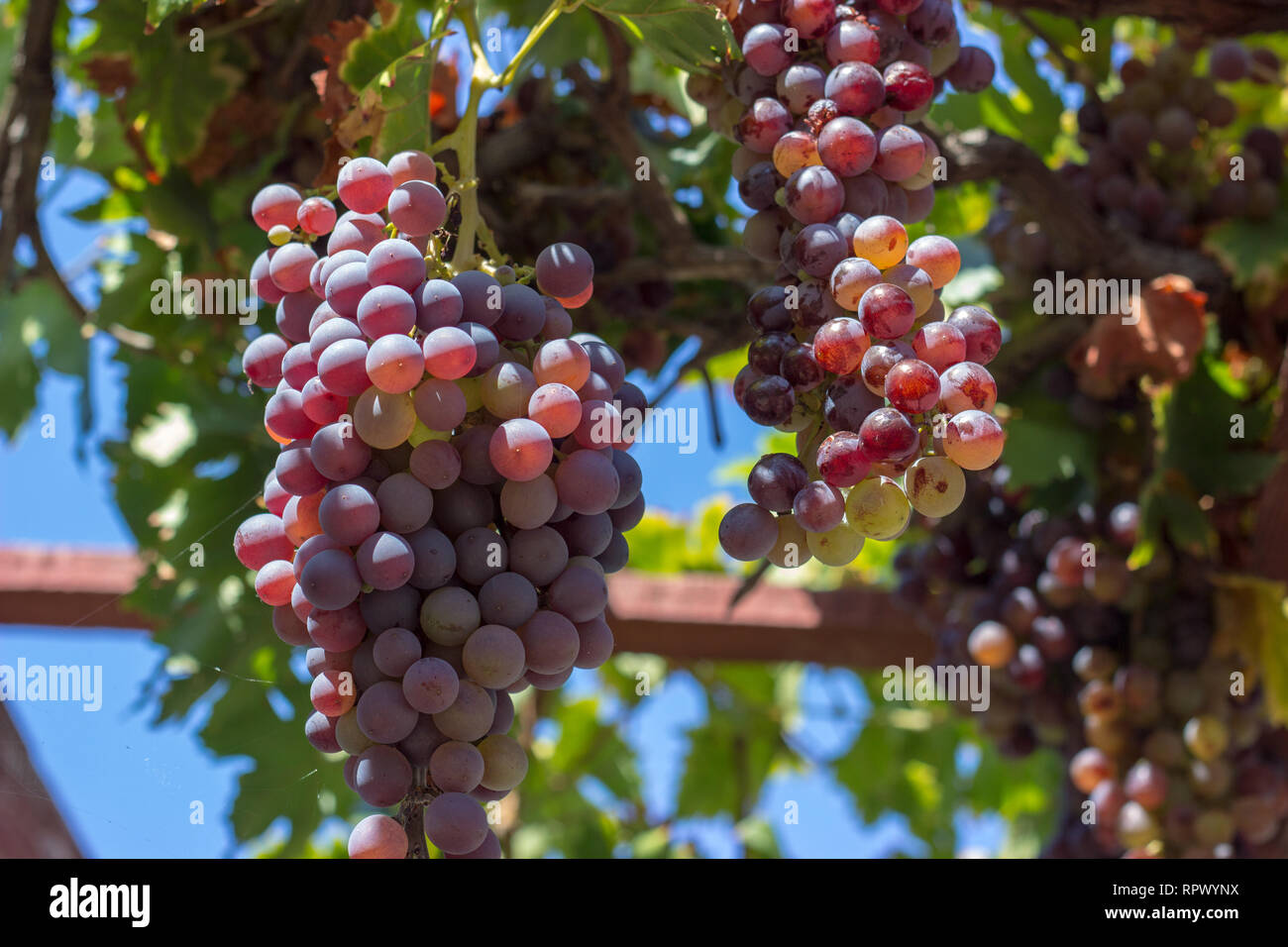 Ripe grapes on grapevine, on a summer day Stock Photo - Alamy