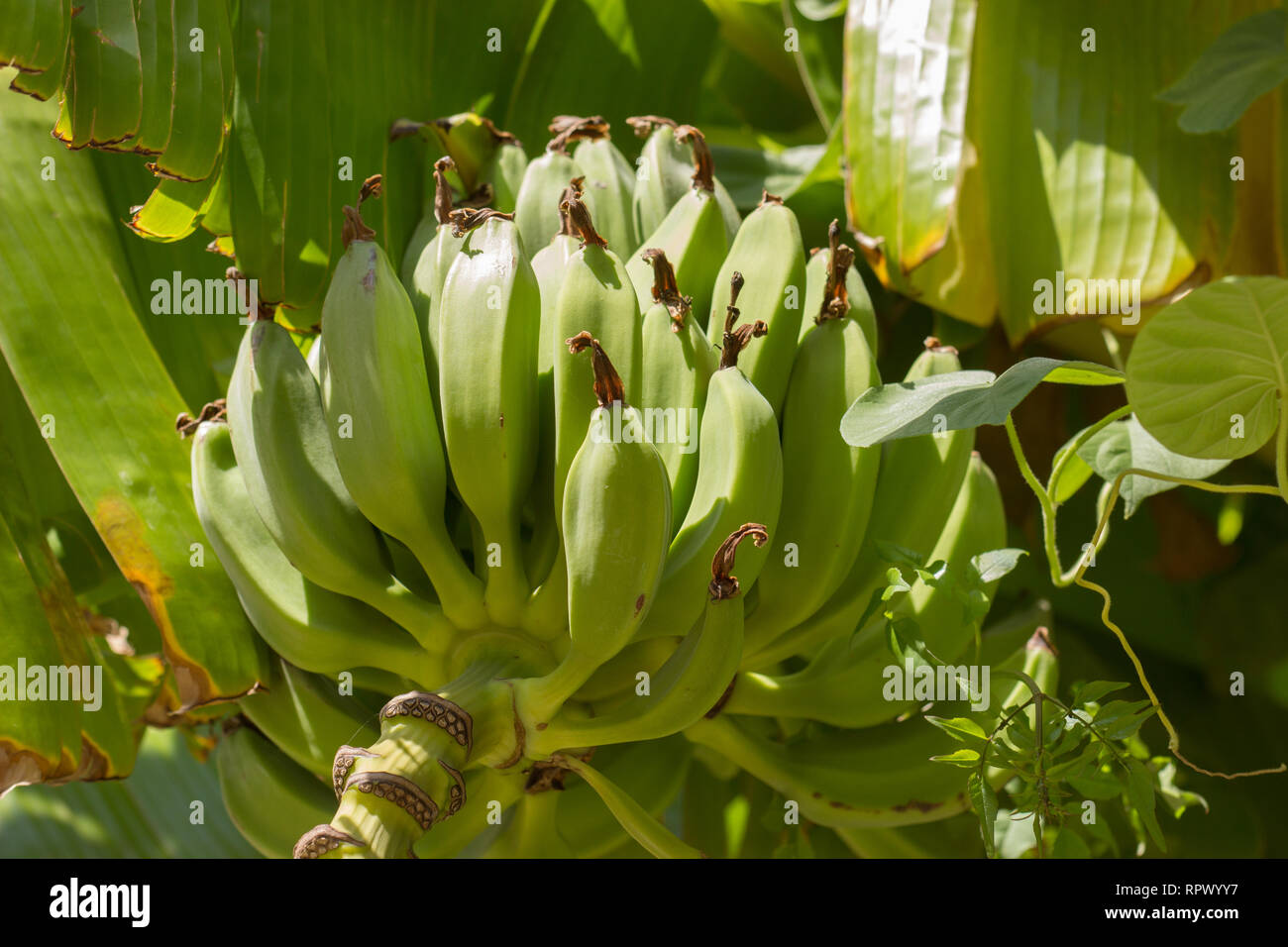 Bananas hanging on tree hi-res stock photography and images - Alamy