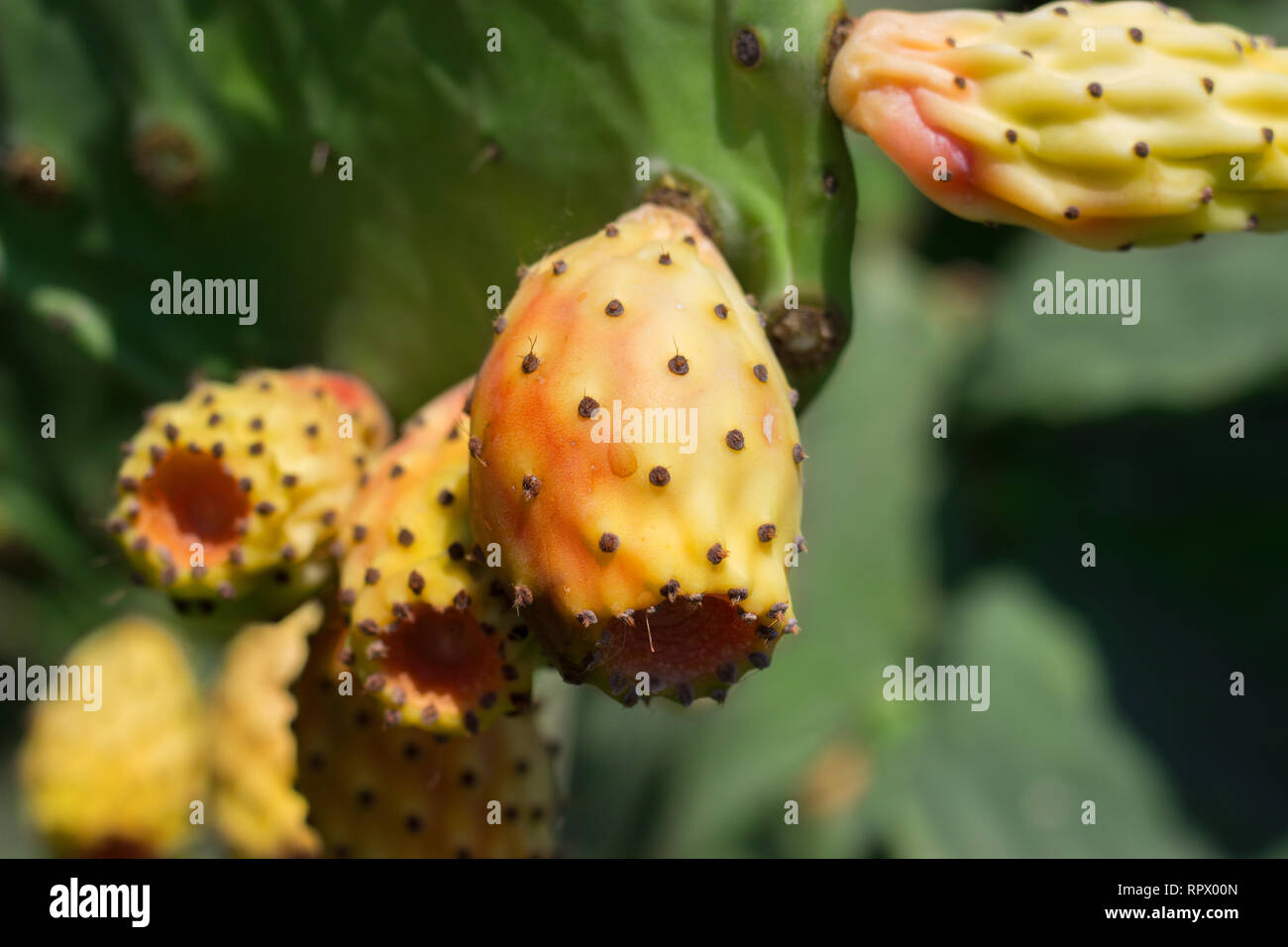 Prickly pear cacti red fruit hi-res stock photography and images - Alamy