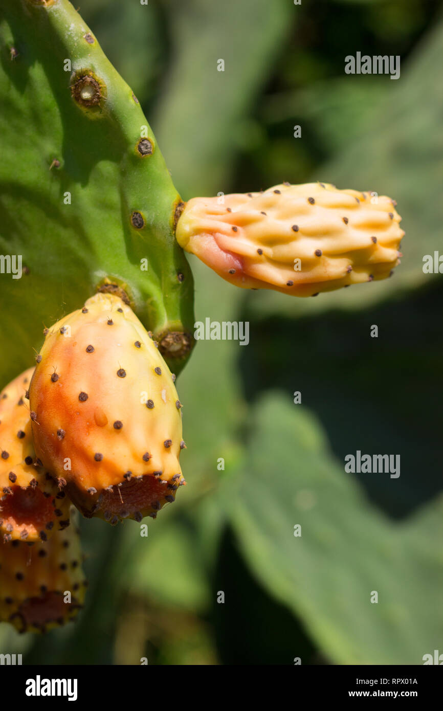 Cactus fruit and israel hi-res stock photography and images - Alamy