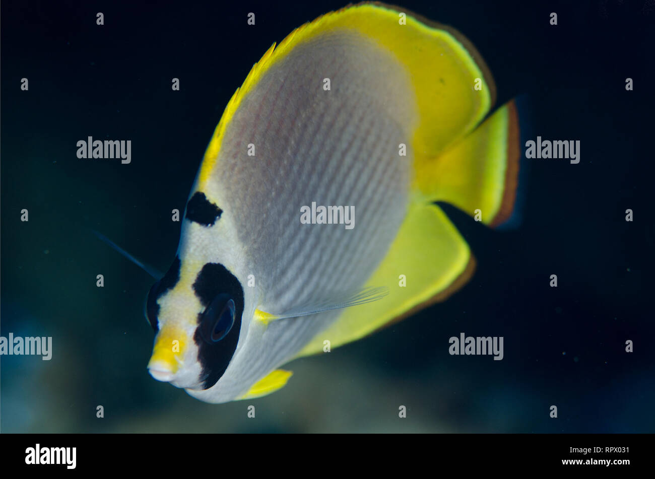 Panda Butterflyfish, Chaetodon adiergastos, Romeo dive site, Wayil ...