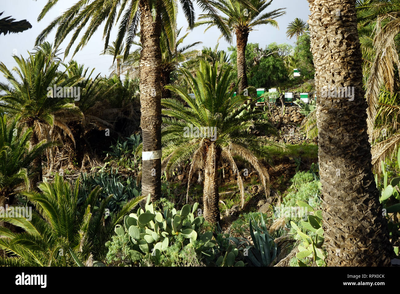 Palm tree with beehive hi-res stock photography and images - Alamy