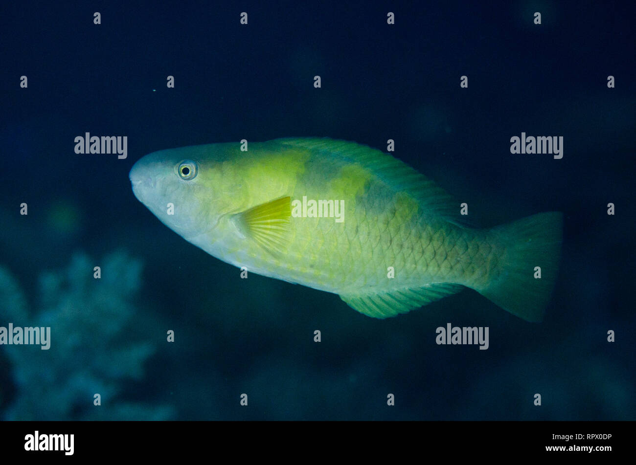 Neptunes fan hi-res stock photography and images - Alamy