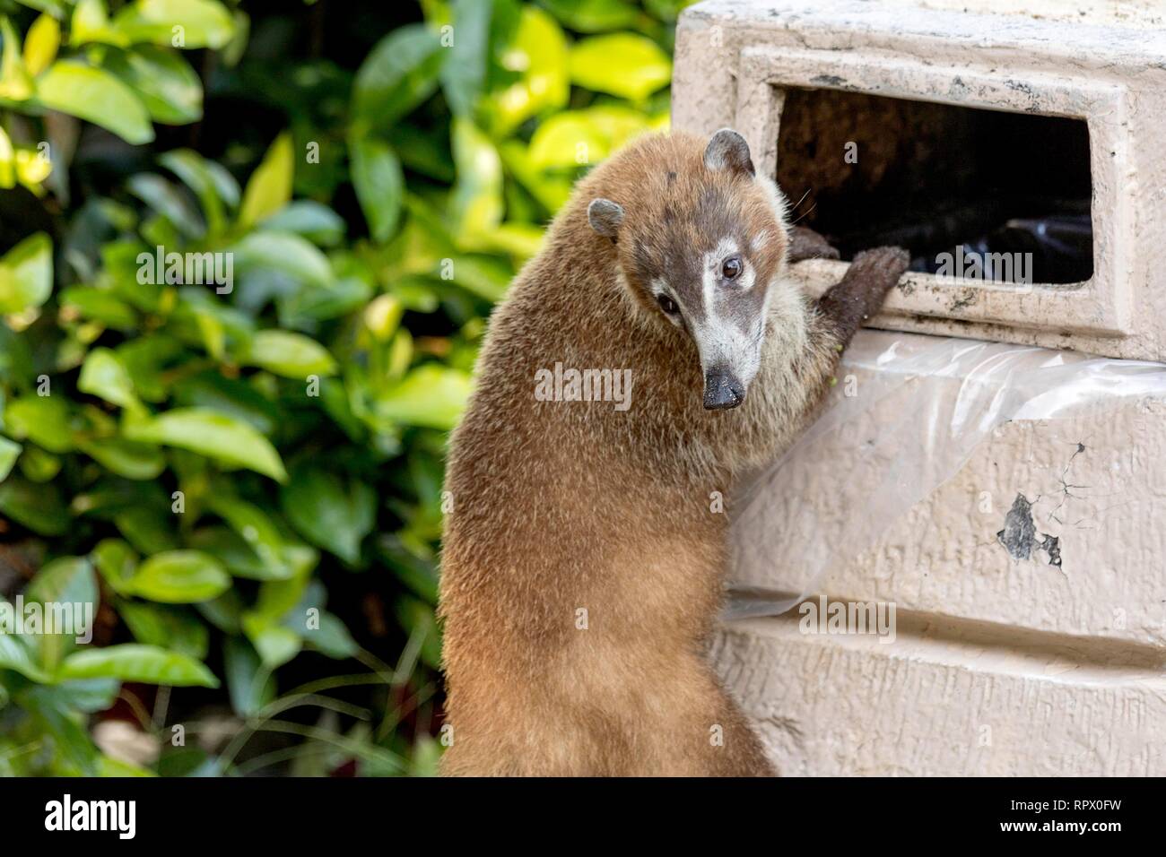 Cute and cuddly Coati or coatimundi scavenging for food and climbing in ...