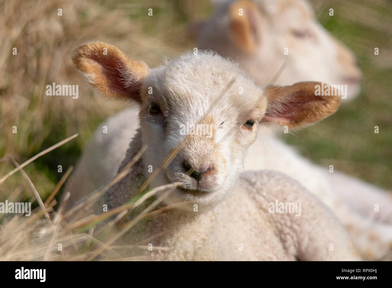 Lamb portrait hi-res stock photography and images - Alamy