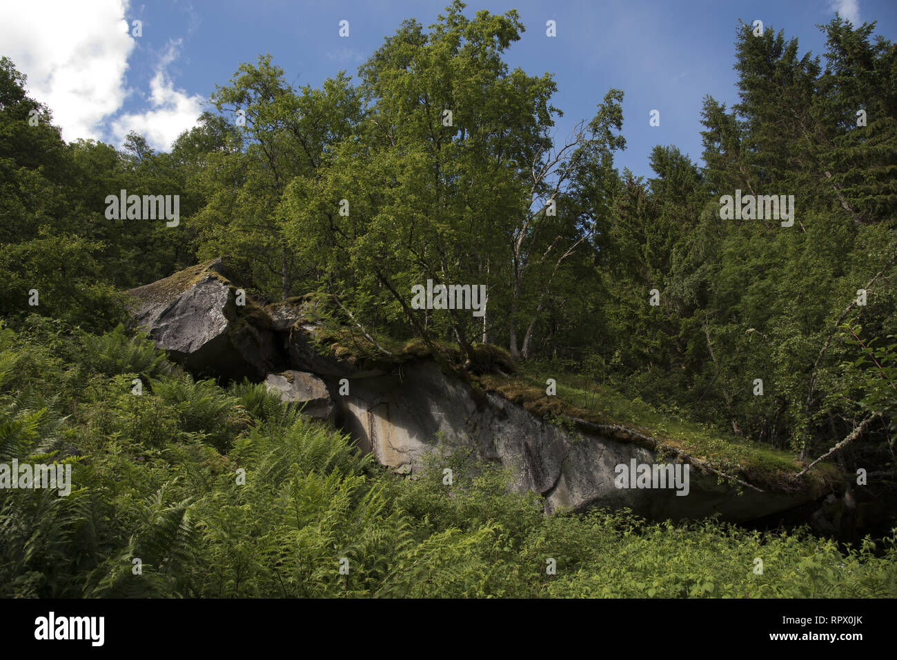 Silver birch tree rock hi-res stock photography and images - Alamy
