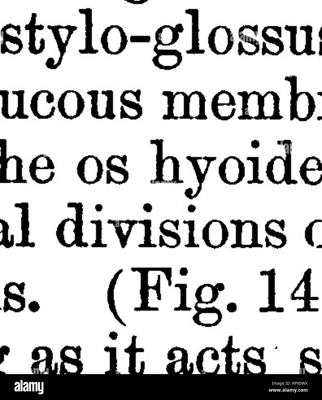 . The comparative anatomy of the domesticated animals. Veterinary ...