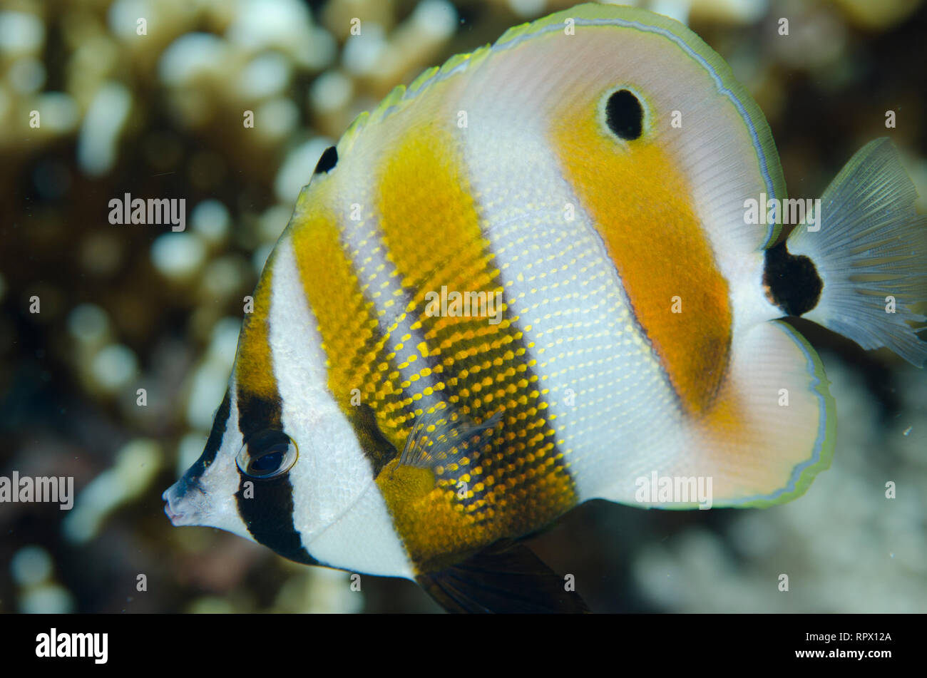 Orange-banded Coralfish, Coradion chrysozonus, Barracuda Rock dive site ...