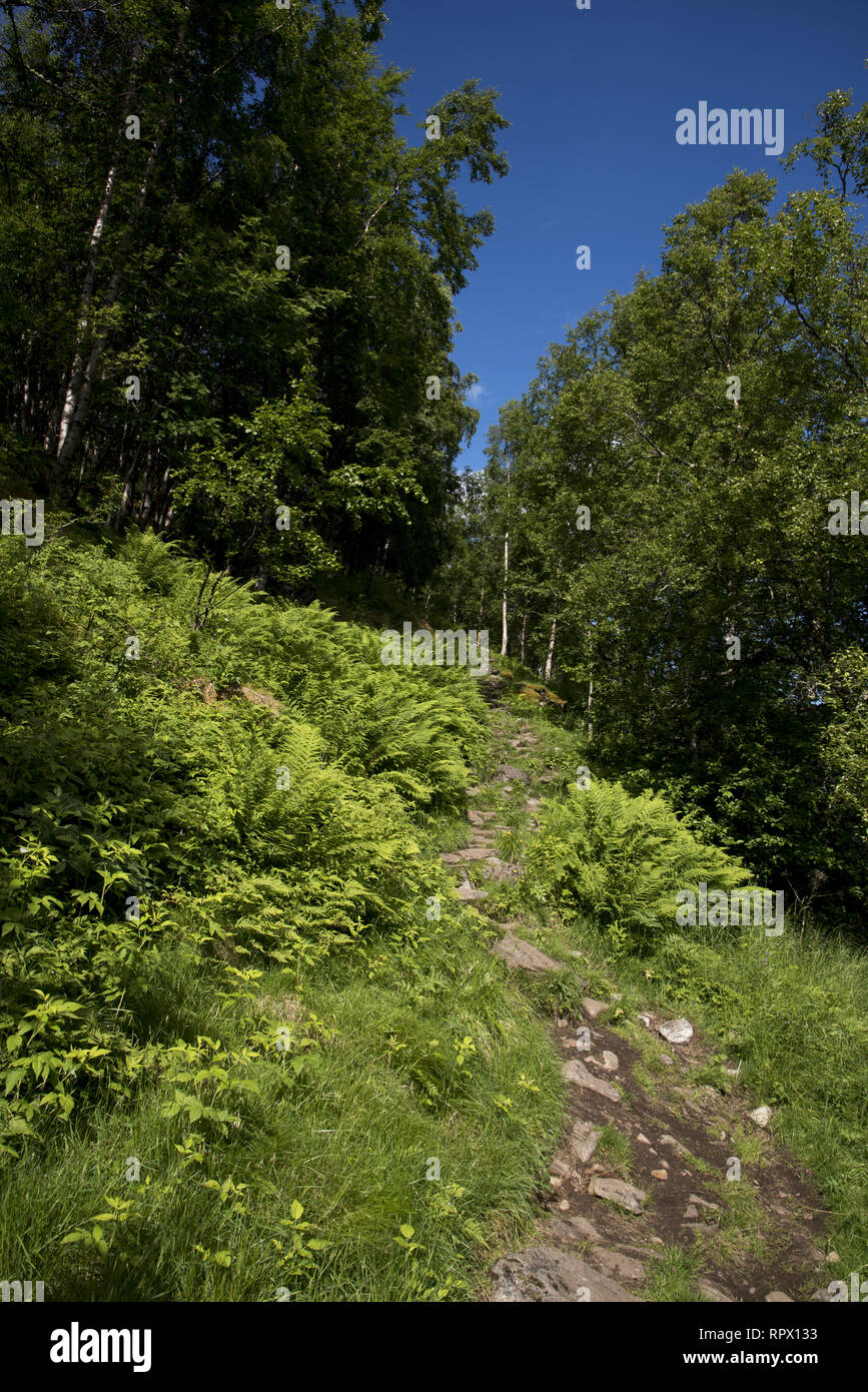 Asian white birch hi-res stock photography and images - Alamy