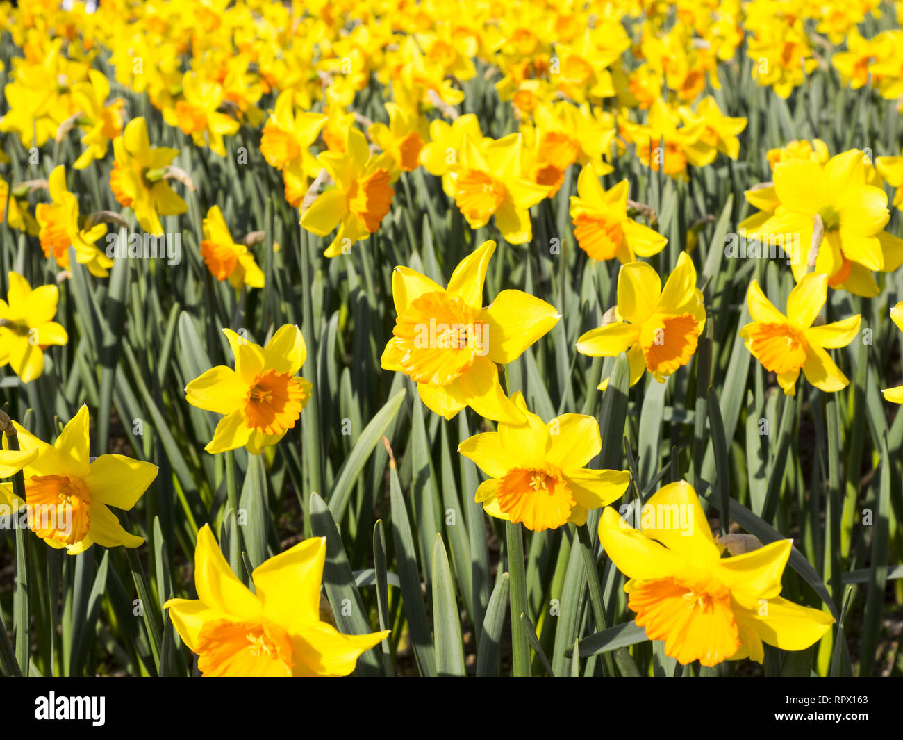 Daffodils uk hi-res stock photography and images - Alamy