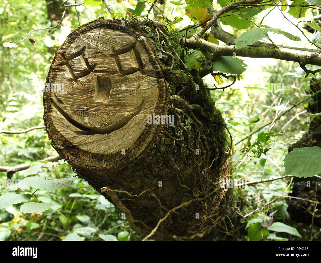 Smiley face carved into tree trunk, Valency Valley, Boscastle, Cornwall ...