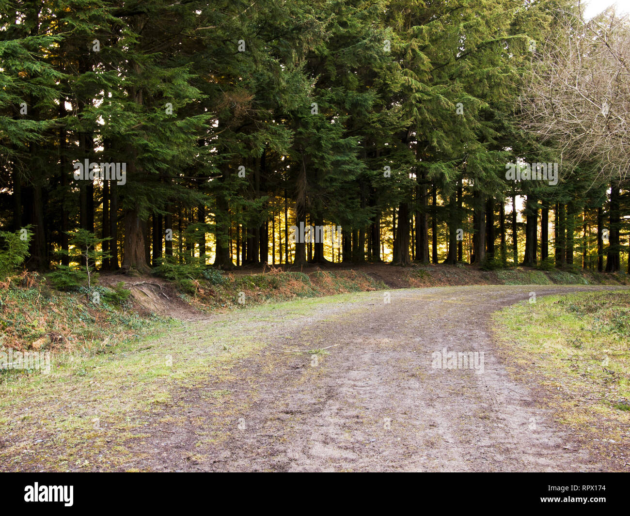 Conifer forest road hi-res stock photography and images - Alamy
